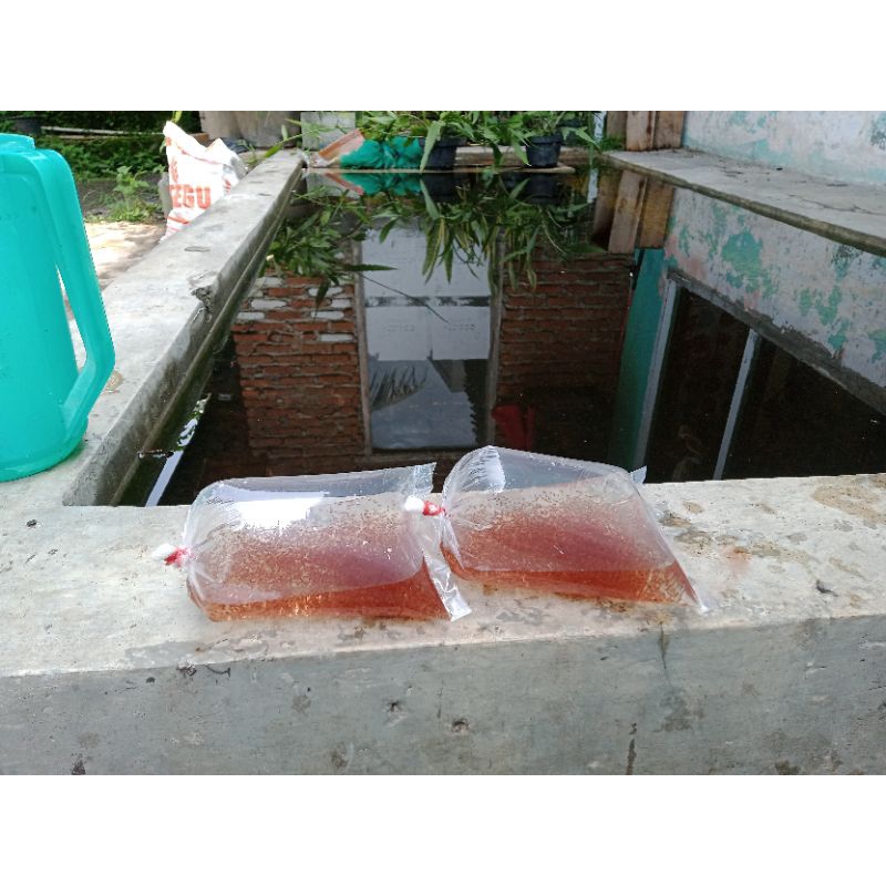 Jual DAPHNIA MAGNA/KUTU AIR RAKSASA | Shopee Indonesia