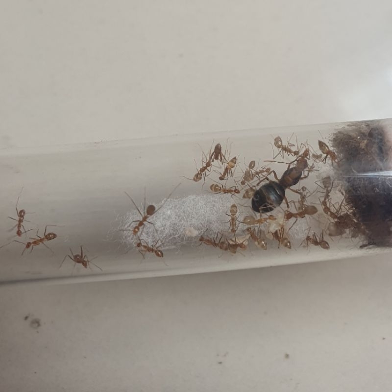 Jual Ratu Semut Anoplolepsis gracilipes | Yellow Crazy Ants Koloni ...
