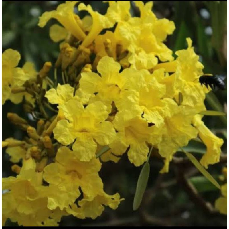 Jual Tabebuya bibit tanaman Tabebuya bunga kuning | Shopee Indonesia