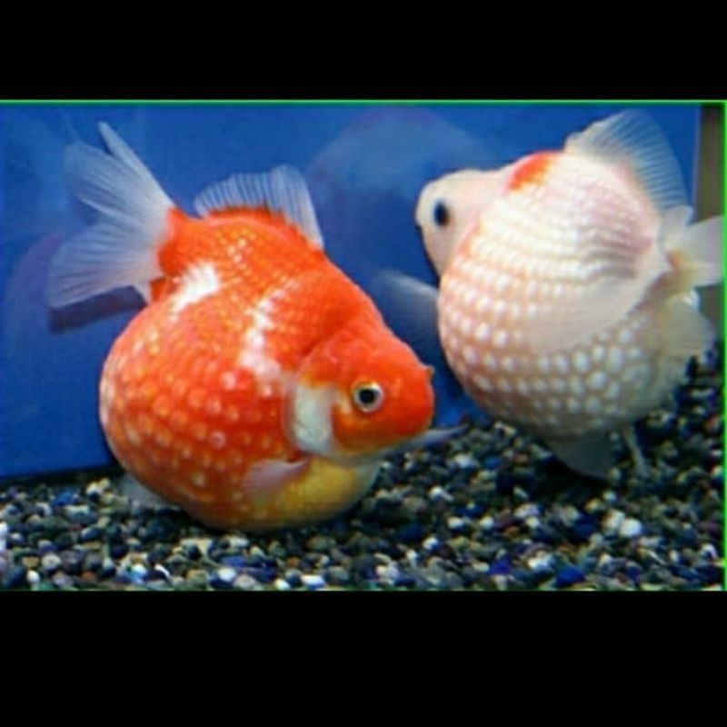 Jual Ikan Hias Mas Koki Mutiara Adult Mutiara Dewasa 5-7 cm | Shopee ...