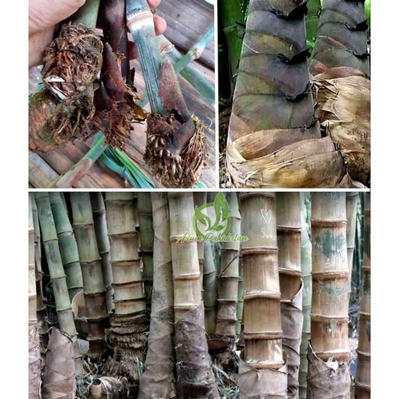 Jual PROMO 5 Bibit Bambu Petung Raksasa / Bambu Bitung Penghasil Rebung ...