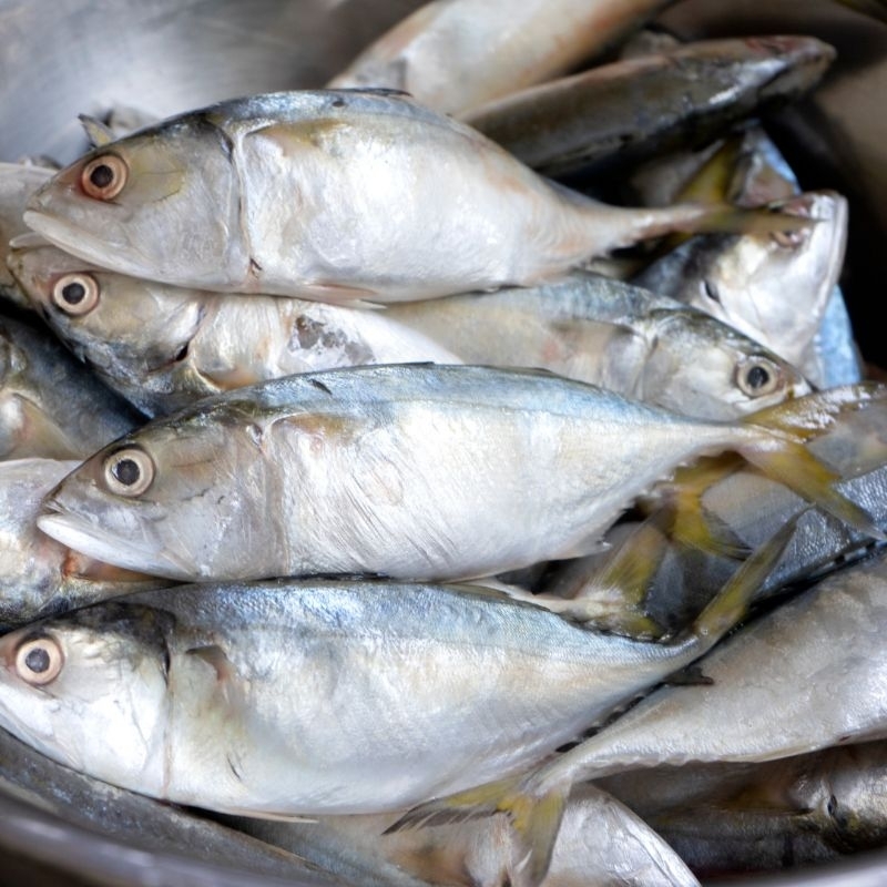 Jual IKAN KEMBUNG segar instant Pekanbaru 500 g | Shopee Indonesia