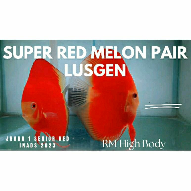 Jual Ikan Discus Super Red Melon Pair (Lulus Gendong) Size 4" : Male ...