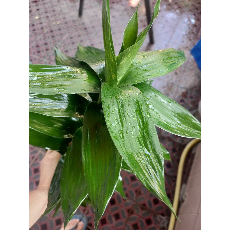 Jual tanaman hias bambu hoki lucky bamboo bambu rezeki perbatang ...