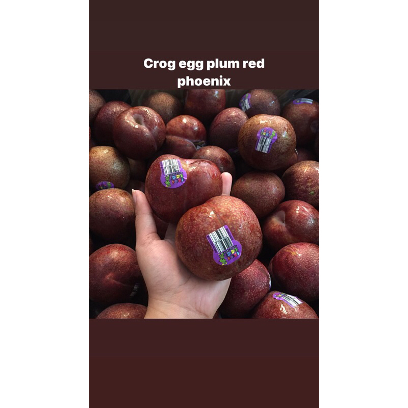 Jual Crog Egg Plum Red Phoenix berat 260gram | Shopee Indonesia