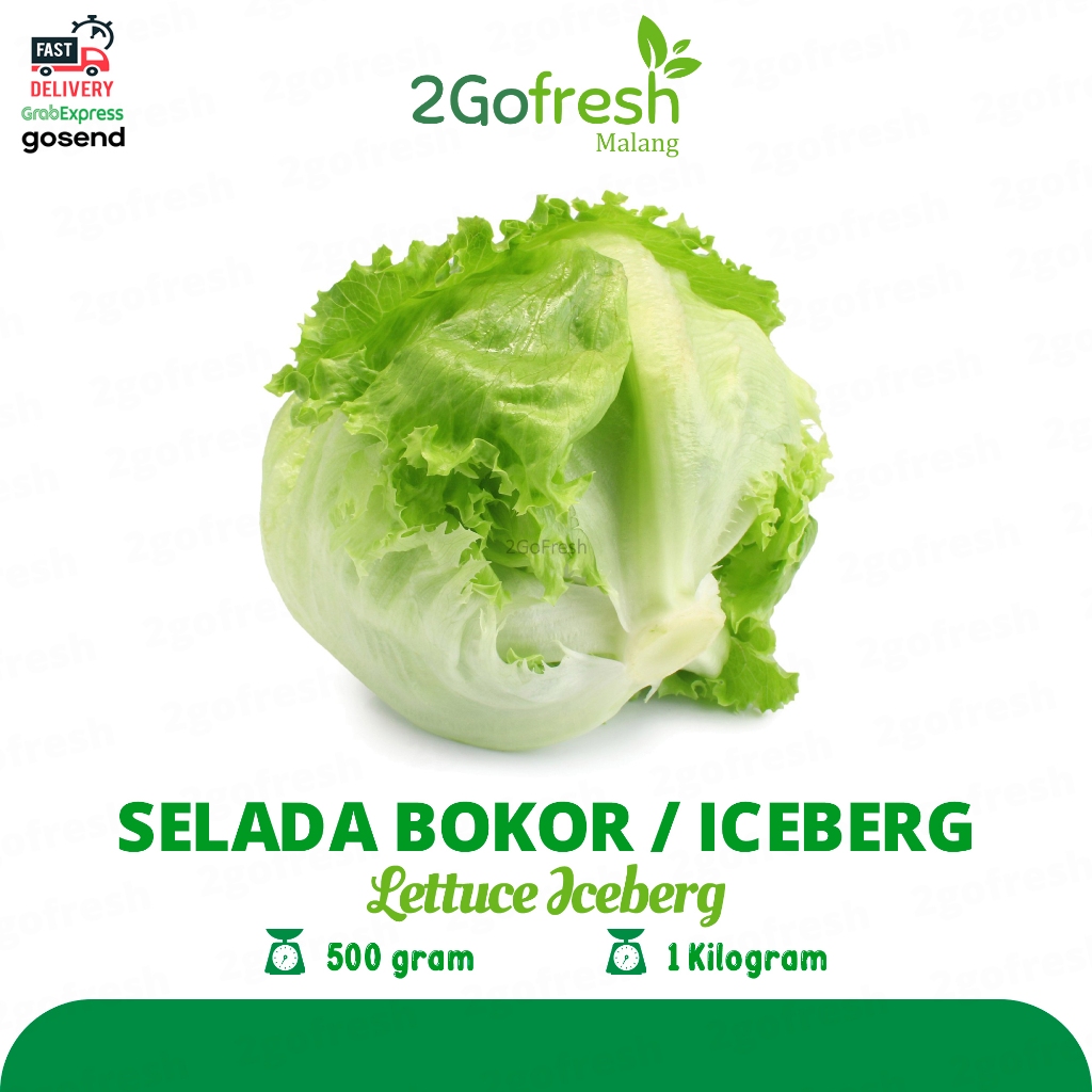 Jual Daun Selada / Slada Bokor / Lettuce Iceberg Fresh - Sayur Sayuran ...