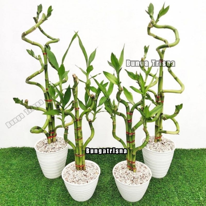 Jual BAMBU HOKI LILITAN - PAKET KOMPLIT + POT PUTIH + BATU - BAMBU ...