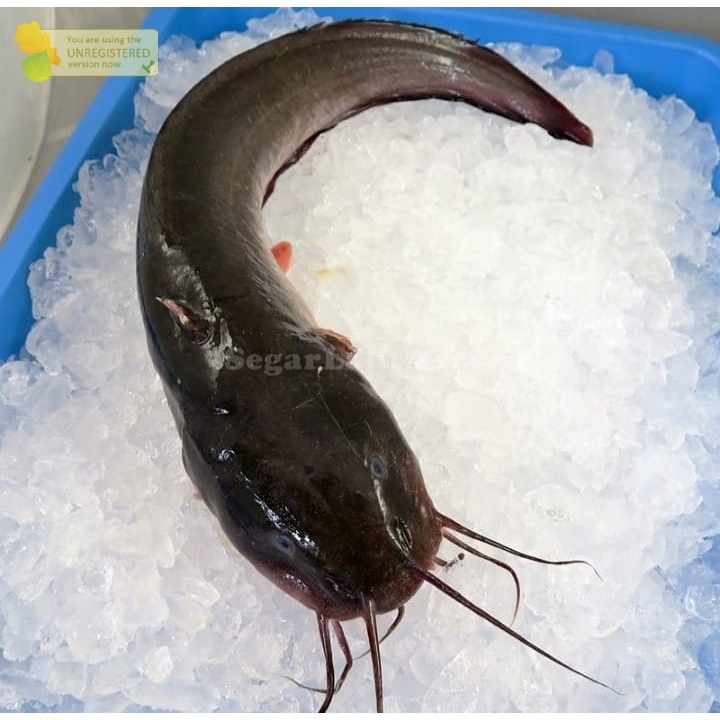 Jual Ikan Sembilang 1Kg Ikan Sembilang Segar Ikan Sumilang Seafood Ikan ...