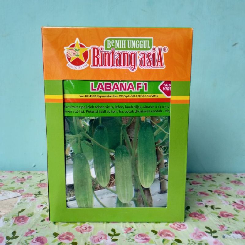 Jual Benih Bibit Timun Labana F1 (Cocok ditanam di Cuaca Ekstrim hujan ...