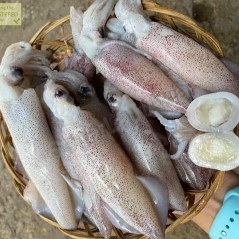 Jual Cumi Telur Segar 1Kg Cumi Telor Segar Cumi Basah Segar | Shopee ...