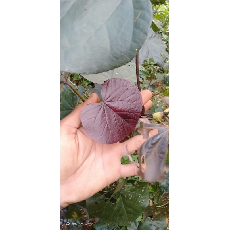 Jual Paket 3 jenis waru merah-varigata-wayang | Shopee Indonesia