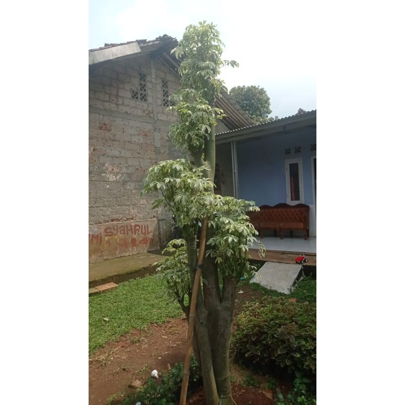 Jual bonsai randu varigata real pick | Shopee Indonesia