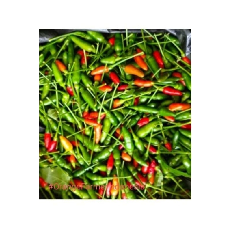 Jual Cabe Rawit Gunung 1kg Fresh | Shopee Indonesia