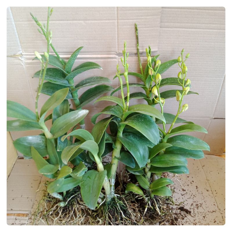 Jual Tanaman Hias Anggrek Dendrobium Dewasa Siap Bunga | Shopee Indonesia