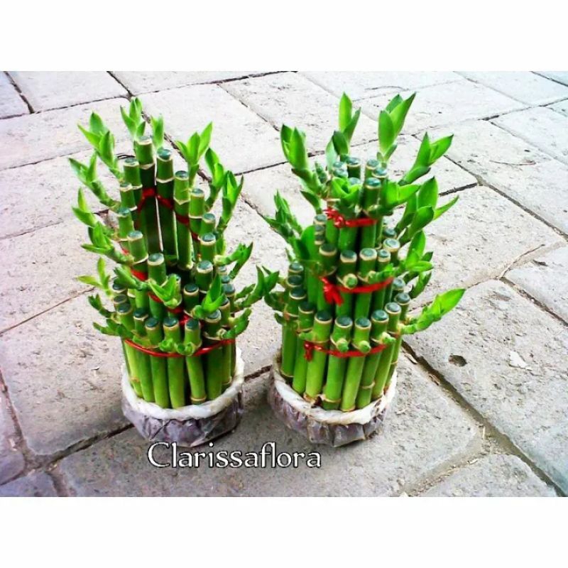 Jual PROMO !! Tanaman hias bambu hoki rezeki ( lucky bamboo ) pita ...