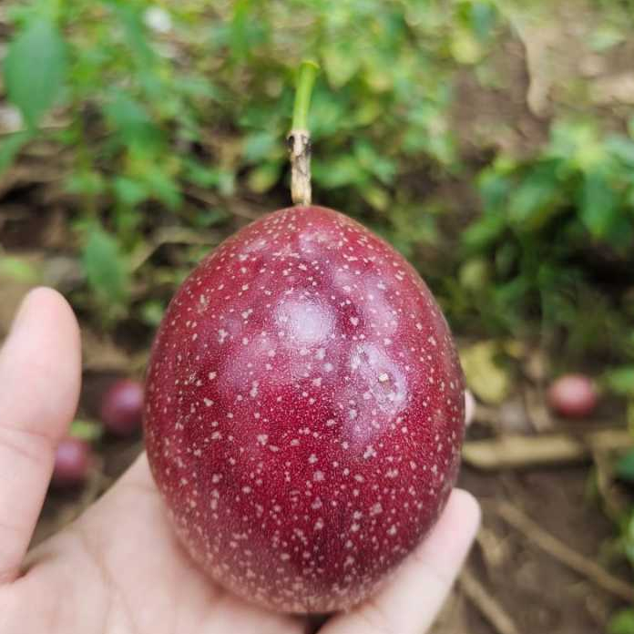 Jual Buah Markisa Ungu Bisa MIX Warna - Asam Segar untuk Syrup | Shopee Indonesia