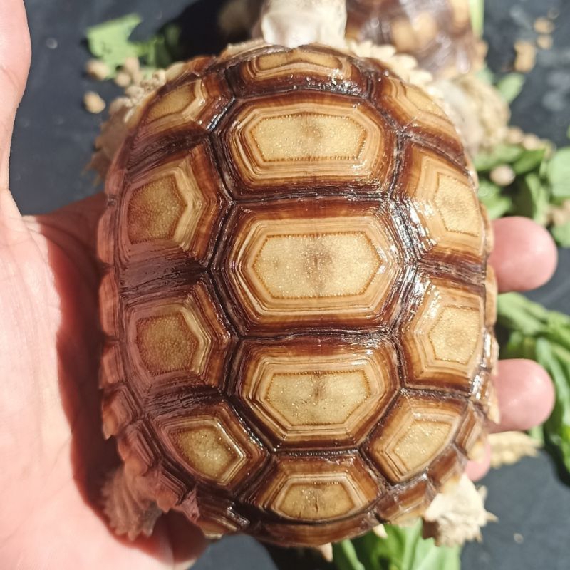 Jual Sulcata Size Aman 9-10cm Gen Tiger | Shopee Indonesia