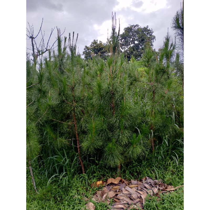 Jual Pohon Cemara Pinus paketan 20 pohon | Shopee Indonesia