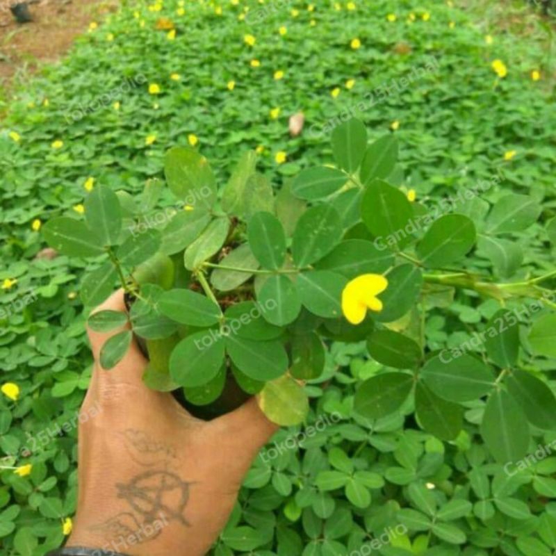 Jual Tanaman rambat kacang kacangan bunga kuning murah | Shopee Indonesia