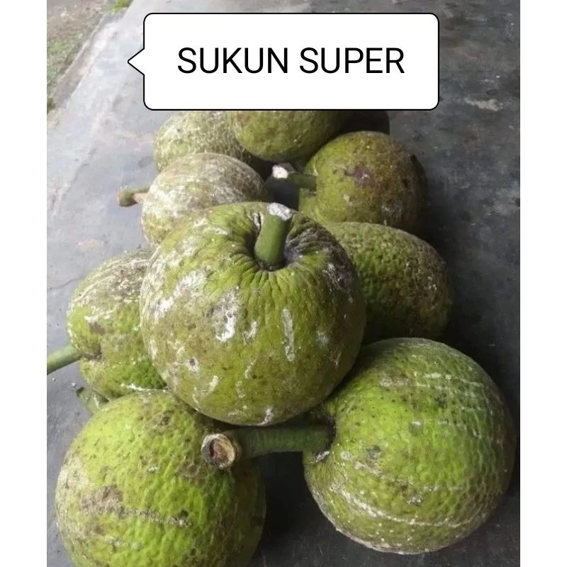 Jual BUAH SUKUN SIAP GORENG 1KG | Shopee Indonesia