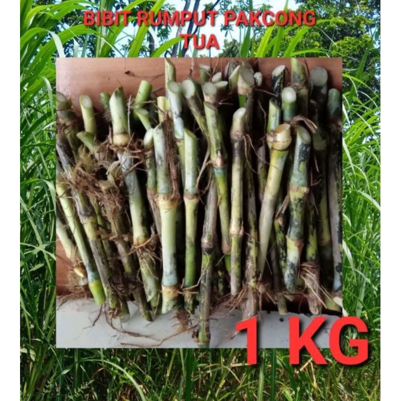 Jual termurah bibit rumput pakchong,gajahan rumput pakan sapi rumput ...