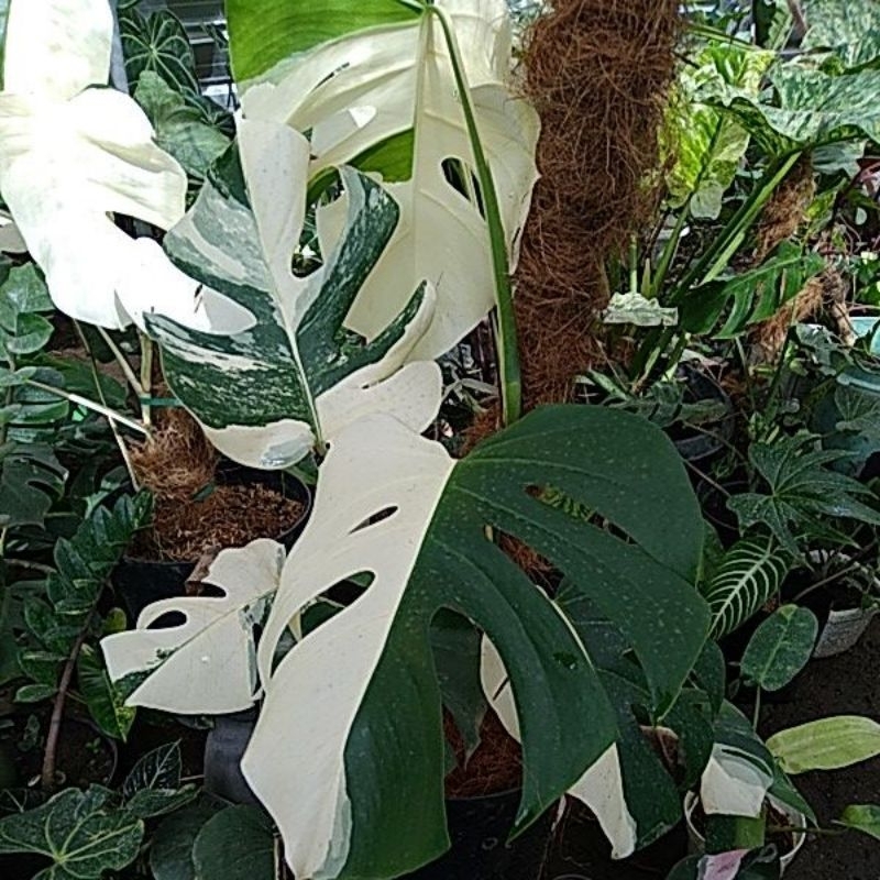 Jual Monstera Varigata/Monvar/Monstera Variegated | Shopee Indonesia