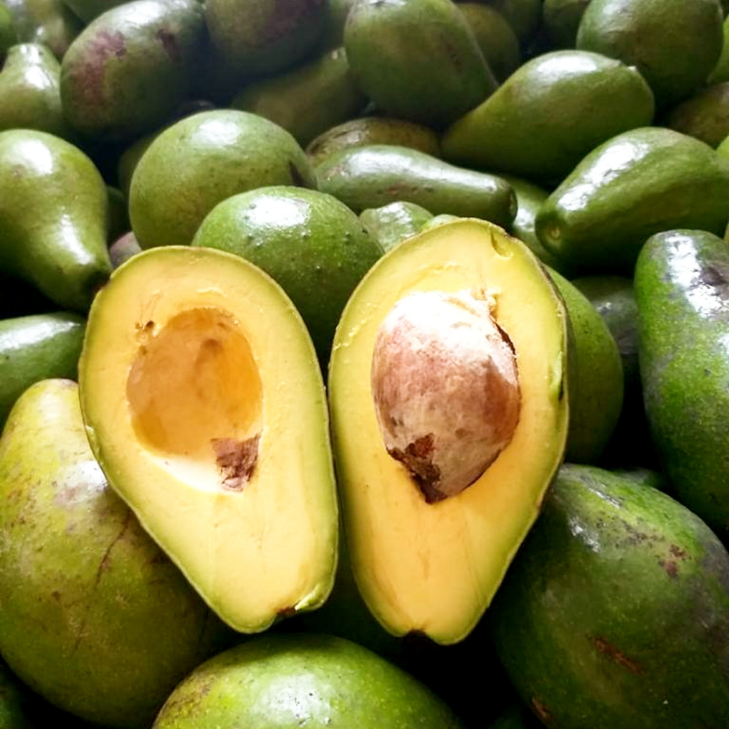 Jual Buah Alpukat Avokad Mentega Aligator Markus Kendil Miki Si Jago ...