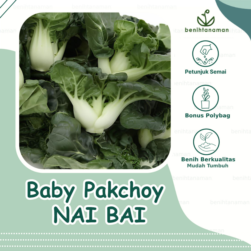 Jual 50 Biji - Benih Sawi Pakcoy Mini Baby Pakcoy NAI BAI | Shopee ...