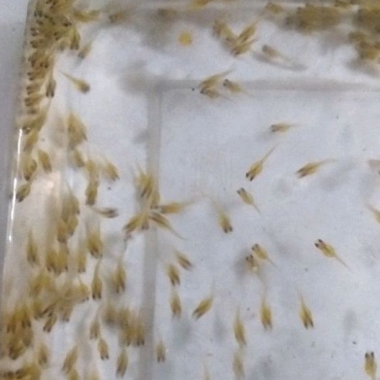 Jual larva gurame soang paket 500 ekor | Shopee Indonesia