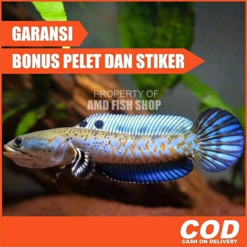 Jual ( Cod ) blue pulcra grade A flaring full dot | Shopee Indonesia