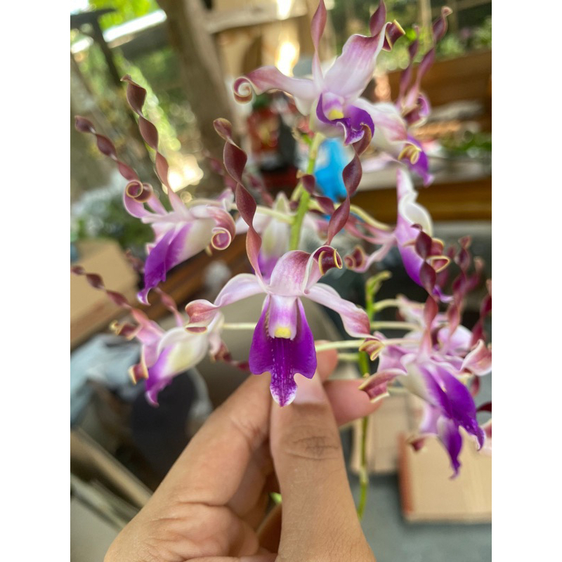 Jual Anggrek Spesies Dendrobium Lasiantera Spic Blue Dalam Kondisi ...