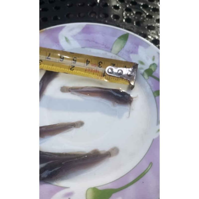 Jual lele uk 4 5 cm jenis sangkuriang | Shopee Indonesia