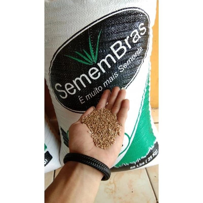 Jual Biji Benih Rumput Signal Ukuran 25Kg ( Brachiaria Decumbens ) 1 ...