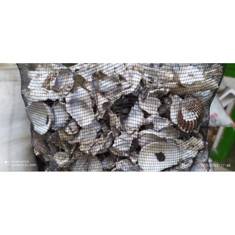 Jual cangkang kerang oister 1 kg sudah dengan waring | Shopee Indonesia