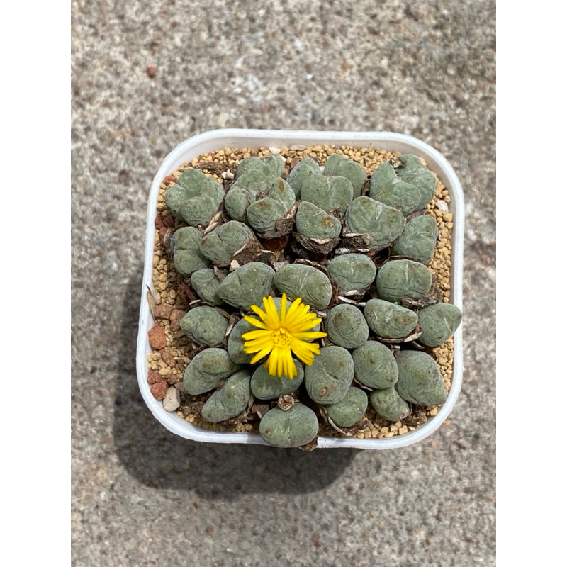 Jual CONOPHYTUM RIMBUN POT 8cm | Shopee Indonesia