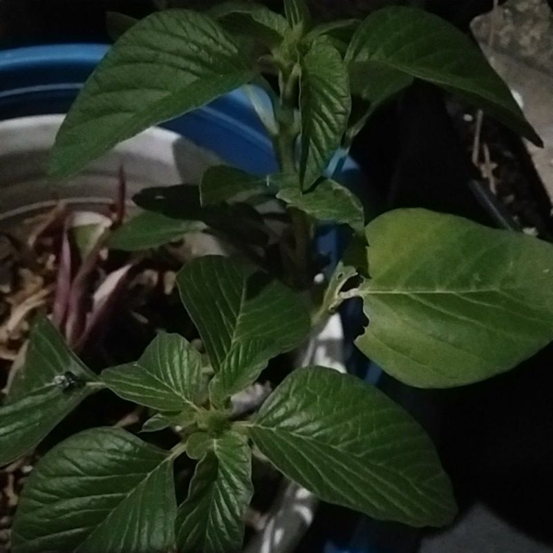 Jual Bibit Bayam Raja Bayem Bobor Langka Bayam Daun Lebar Untuk Olahan ...