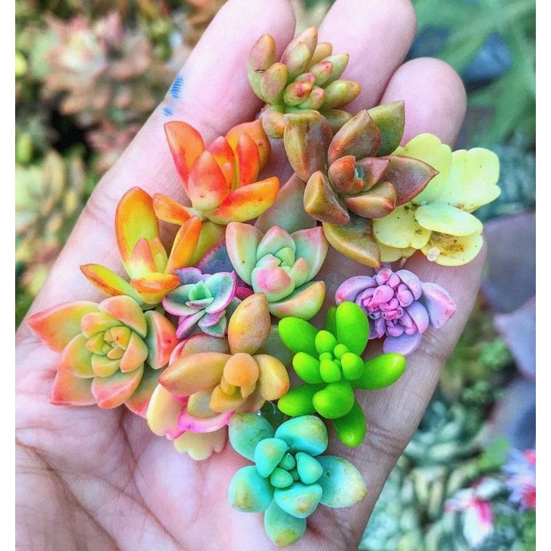 Jual Kaktus Sukulen Mini Berakar Murah Bebas Pilih Jenis | Shopee Indonesia