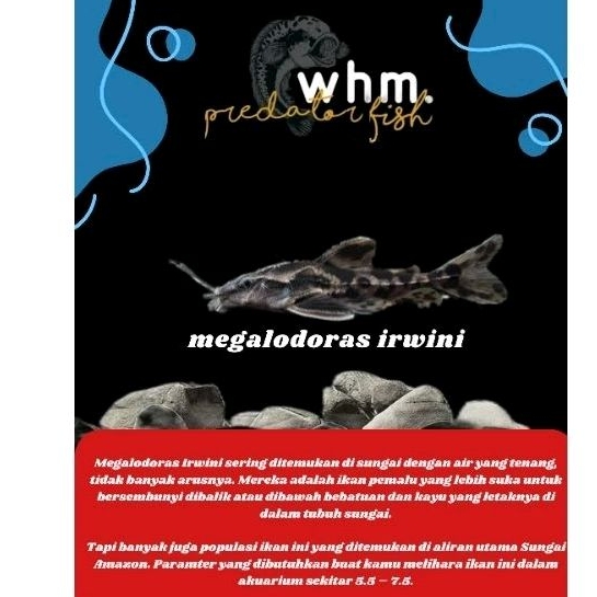Jual megalodoras irwini 15-20 cm (mainan ikan) | Shopee Indonesia