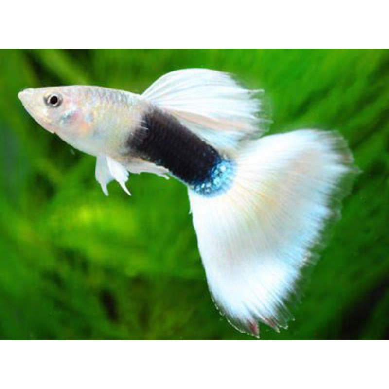 Jual ikan guppy hb white | Shopee Indonesia
