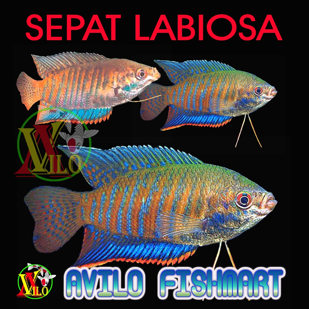 Jual ikan hias sepat colisa fasciata labiosa ikan aquascape sepat murah ...