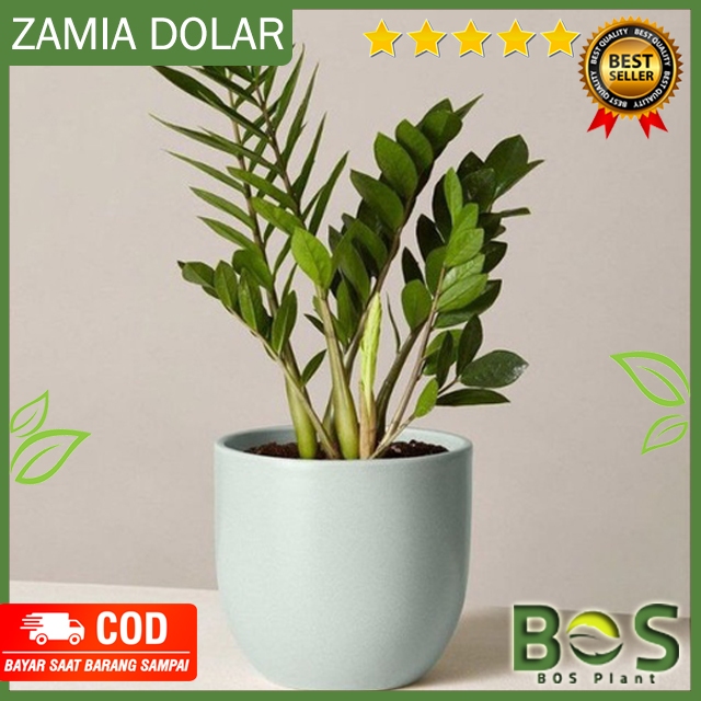 Jual Bosplant - Tanaman Hias Dolar Zamia - Pohon Dolar Zamia / zz plant ...