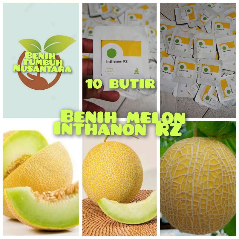 Jual KEMASAN PREMIUM 10 BUTIR BIJI/BENIH MELON INTHANON RZ GOLDEN ...