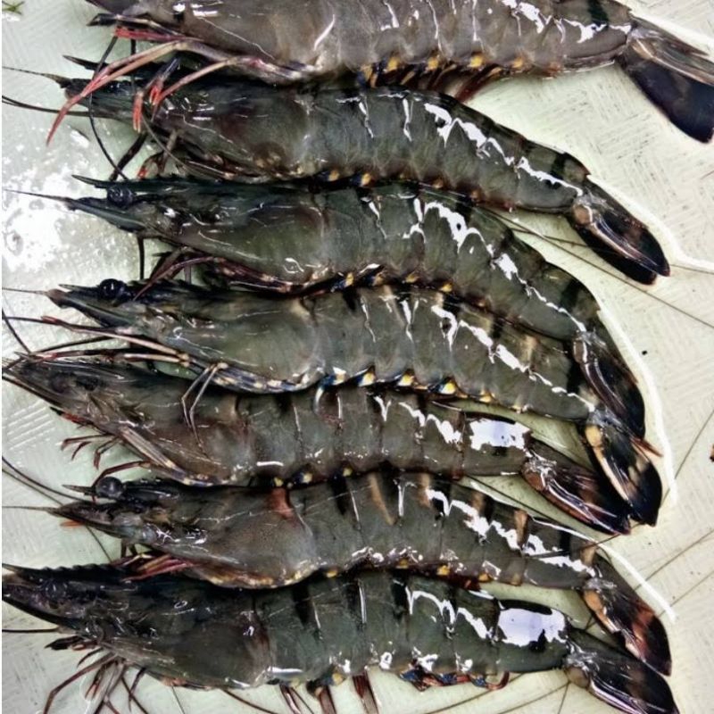 Jual Udang Tiger / Udang windu Segar | Shopee Indonesia