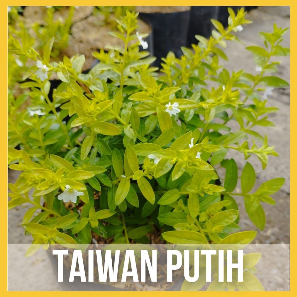 Jual Bibit Tanaman Hias Taiwan Putih/ Tanaman Outdoor Taiwan Putih ...