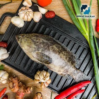 Jual Ikan Kerapu Macan Terlengkap & Harga Terbaru Mei 2024 | Shopee ...