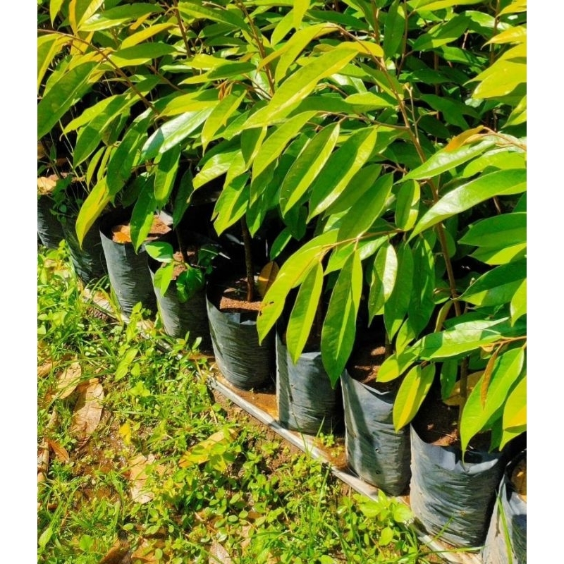 Jual Bibit Durian Super Tembaga Hasil Okulasi | Shopee Indonesia