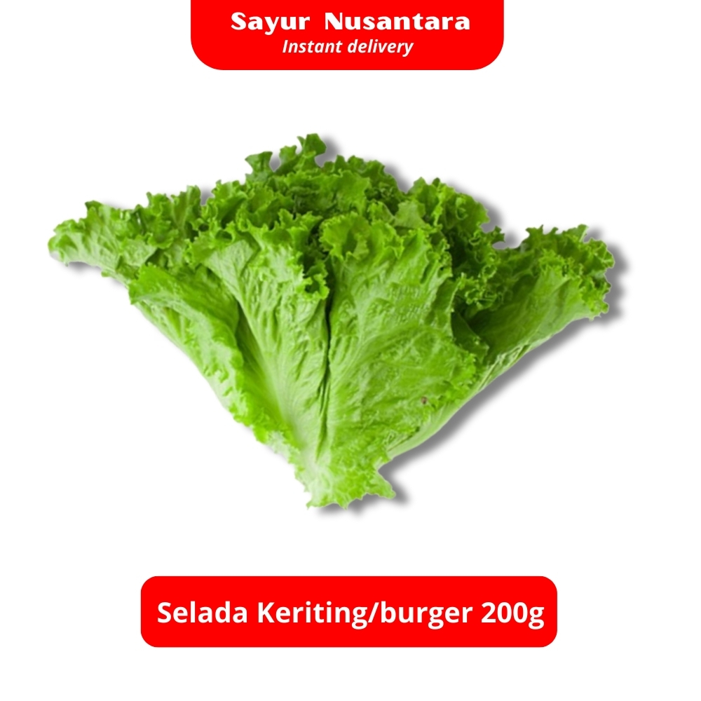 Jual Sayur Selada Keriting / Burger /Kebab 200gr - Sayur Nusantara ...