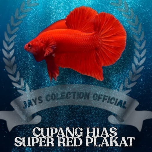 Jual IKAN CUPANG SUPER RED - PLAKAT | Shopee Indonesia