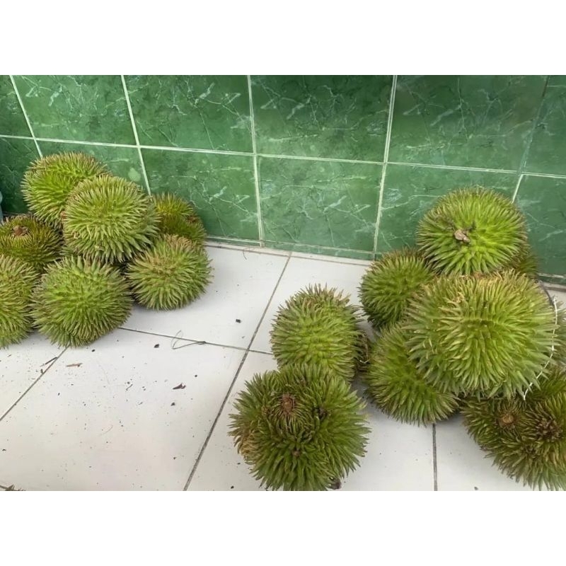 Jual Buah fresh durian daun / karatungan / durian hutan / durian ...