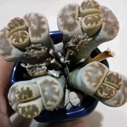 Jual Lithops cluster 4 head lengkap | Shopee Indonesia